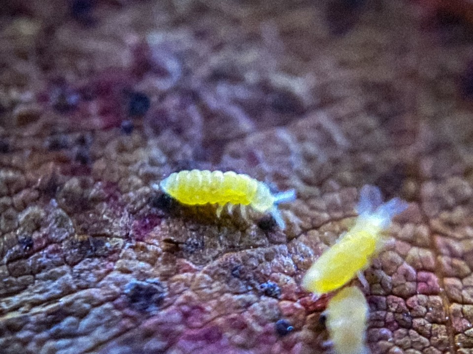 Live Springtail Cultures – Multiple Species Available – Terrarium Clean ...