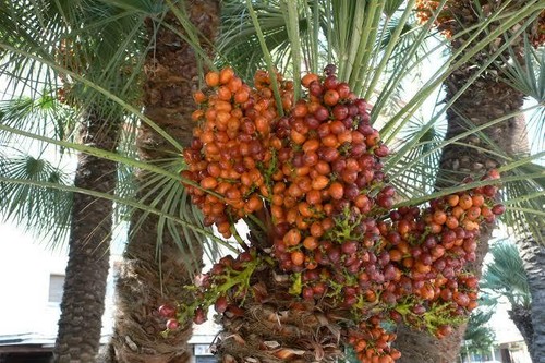 5 x AJWA DATE PALM TREE SEEDS | eBay UK