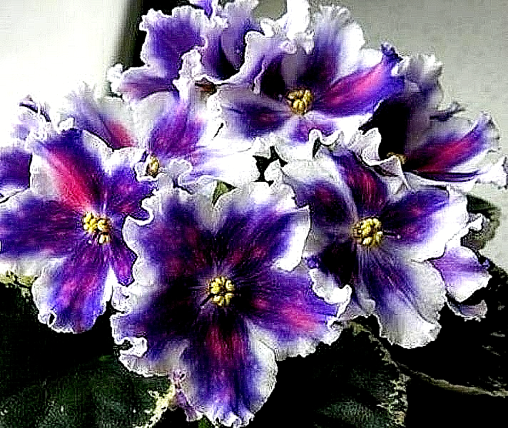 African Violet LEAVES ~ VaT-TSAR GOROH (Ukr) VARIEGATED! Huge Blooms! 1 ...