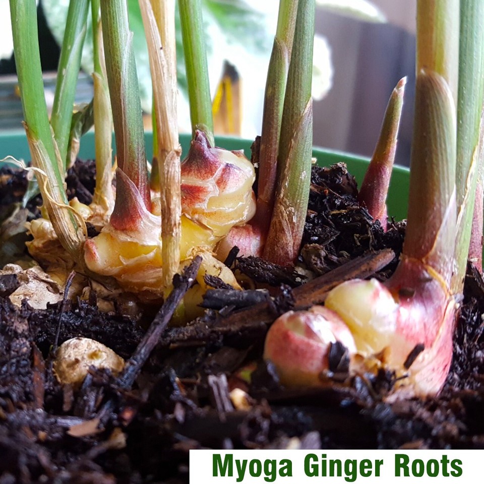 3 Myoga Ginger Roots - BOGO 60% off Sale Ready To Grow Fresh Ginger | eBay