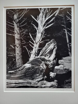 Richard Garrod, silver gelatin, black and white photograph, Trees ...