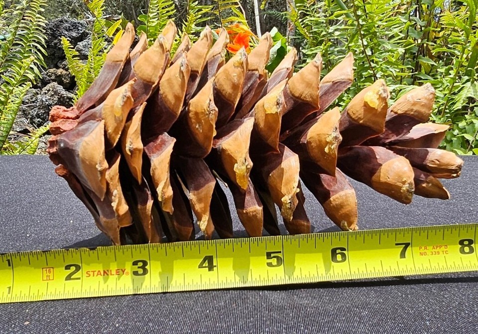 Giant Oregon Coulter Pine Cone Extra Large Huge Washed & Baked Clean | eBay