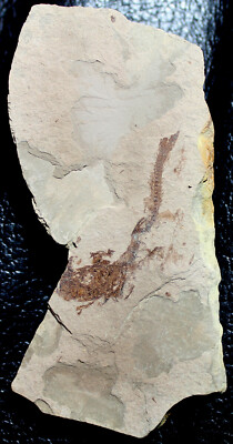 Oligocene fossil fish | eBay
