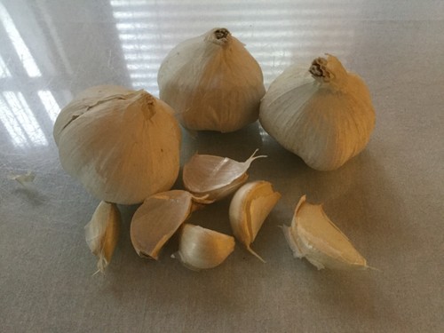 Garlic seeds - Solent wight variety - 10 cloves - plant Oct Onwards ...