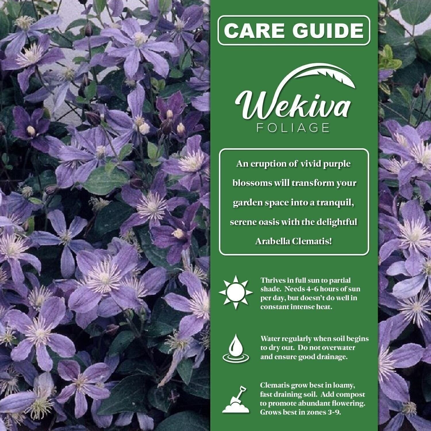 Clematis Arabella - Live Starter Plants in 2 Inch Growers Pots ...