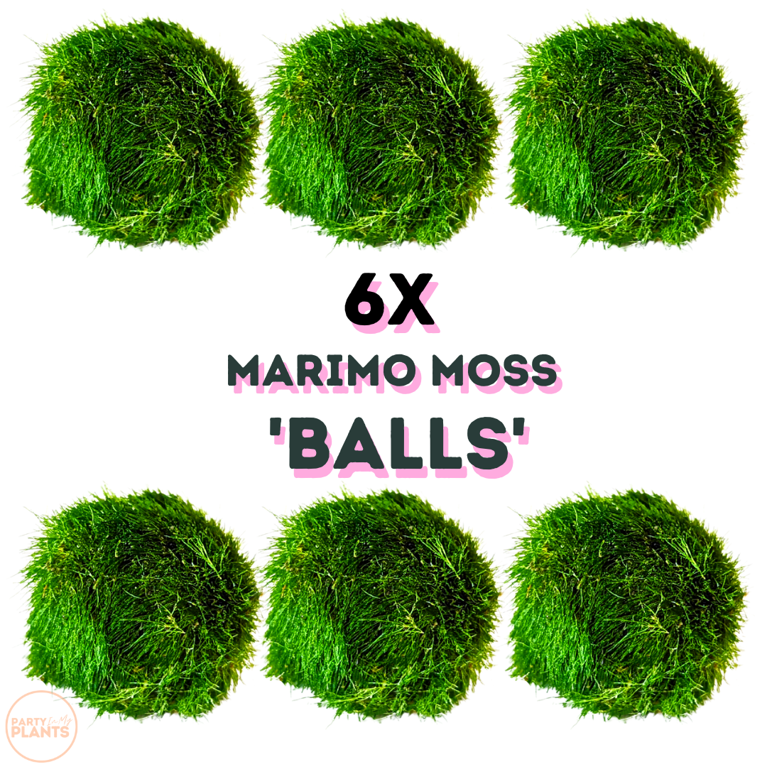 6x Marimo Moss Balls Shrimp Java Aquarium Plant Aquatic Gift Vase Pet ...