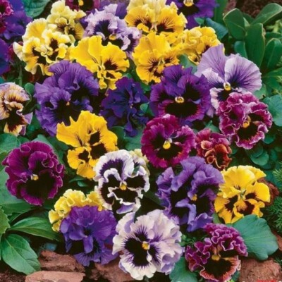 Viola seёds, 250 viola Rococo Double Mix seёds,rare organic,heirloom ...