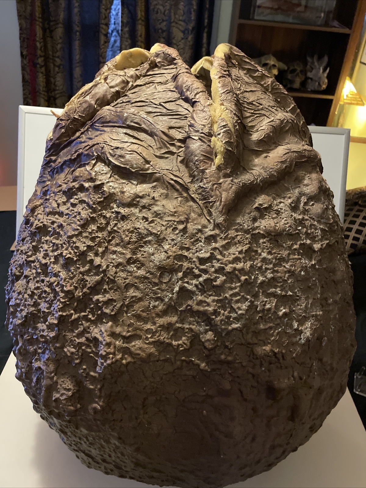 ALIEN VS. PREDATOR movie prop xenomorph EGG | Grelly USA