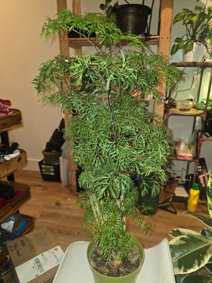 6"Pot - Dwarf Ming Aralia Tree, Mini Bonsai, 6-Inch Pot, Live - Get ...