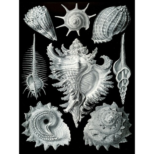 NATURE ART ERNST HAECKEL SHELL WHELK BIOLOGY GERMANY VINTAGE POSTER ...