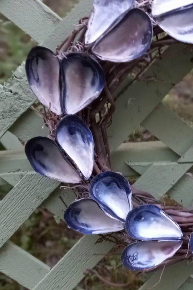 Maine Mussel Wreath/Handmade With Native Maine Mussel Shells | eBay
