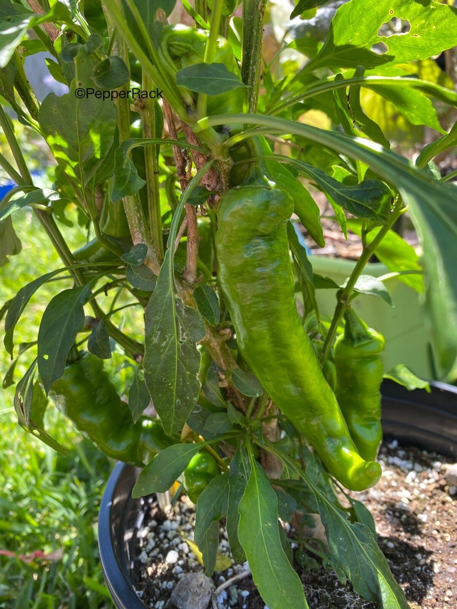 Elephant Trunk Pepper Plants
