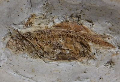 Fossil insect in limestone. Cockroach. Santana formation Brazil. #3 | eBay