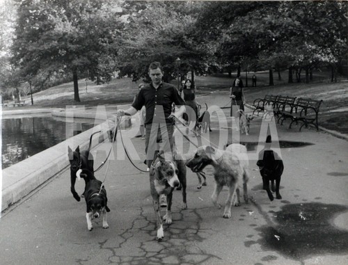 Photo vintage Jim Buck, dogsitter a New York, tirage 21 x 27 cm | eBay