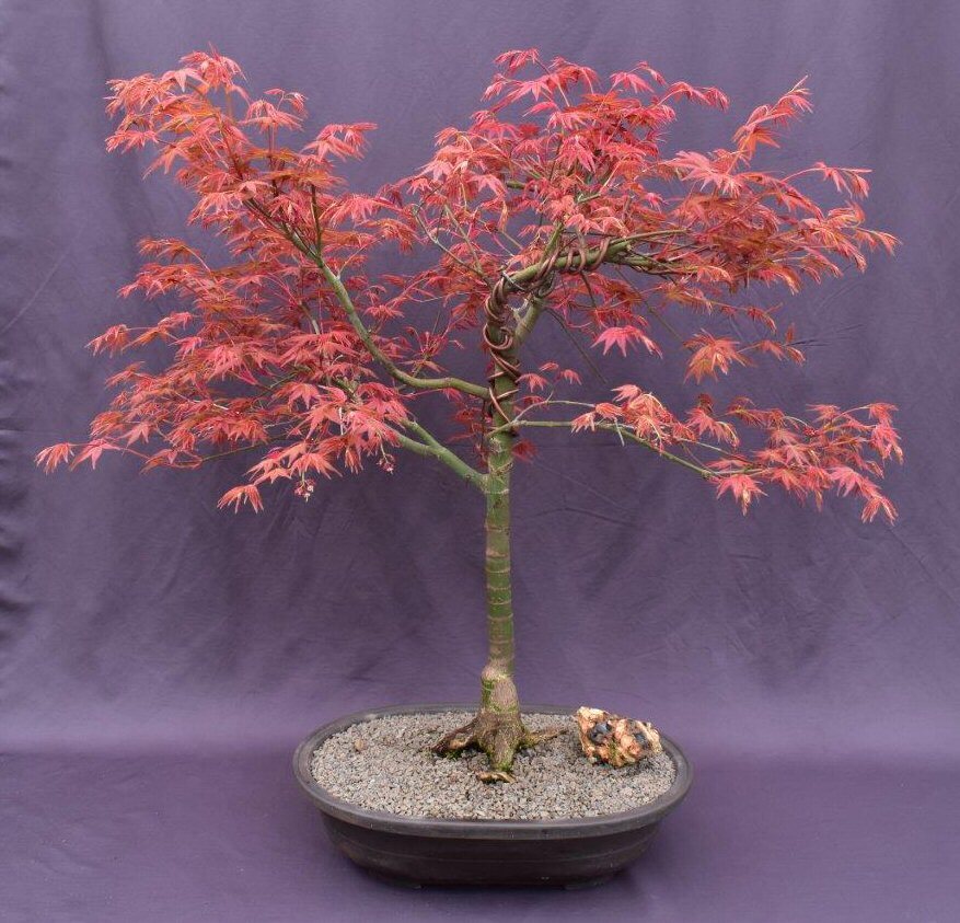 Japanese Red Maple Bonsai Tree Live Shindeshojo Outdoor Deciduous Plant ...