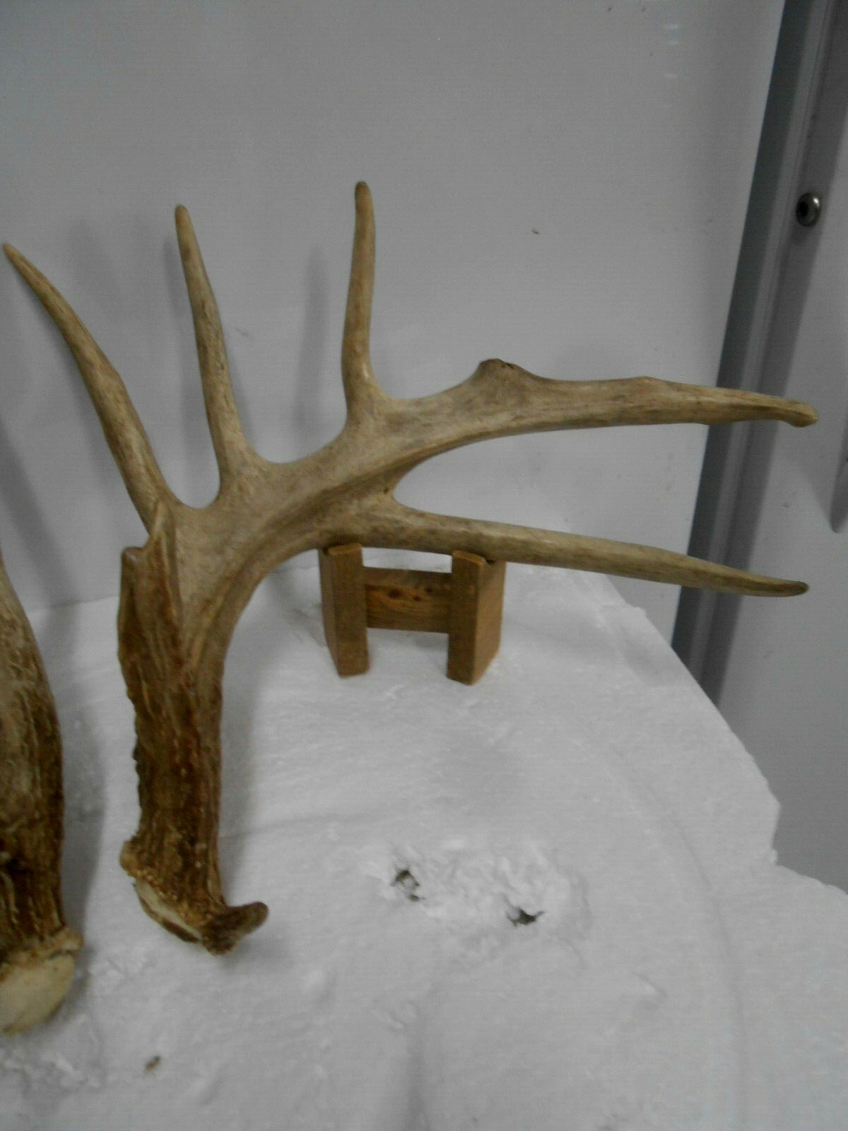 DOUBLE BEAM 164 0/8 WHITETAIL DEER sheds Antlers mule mount taxidermy ...