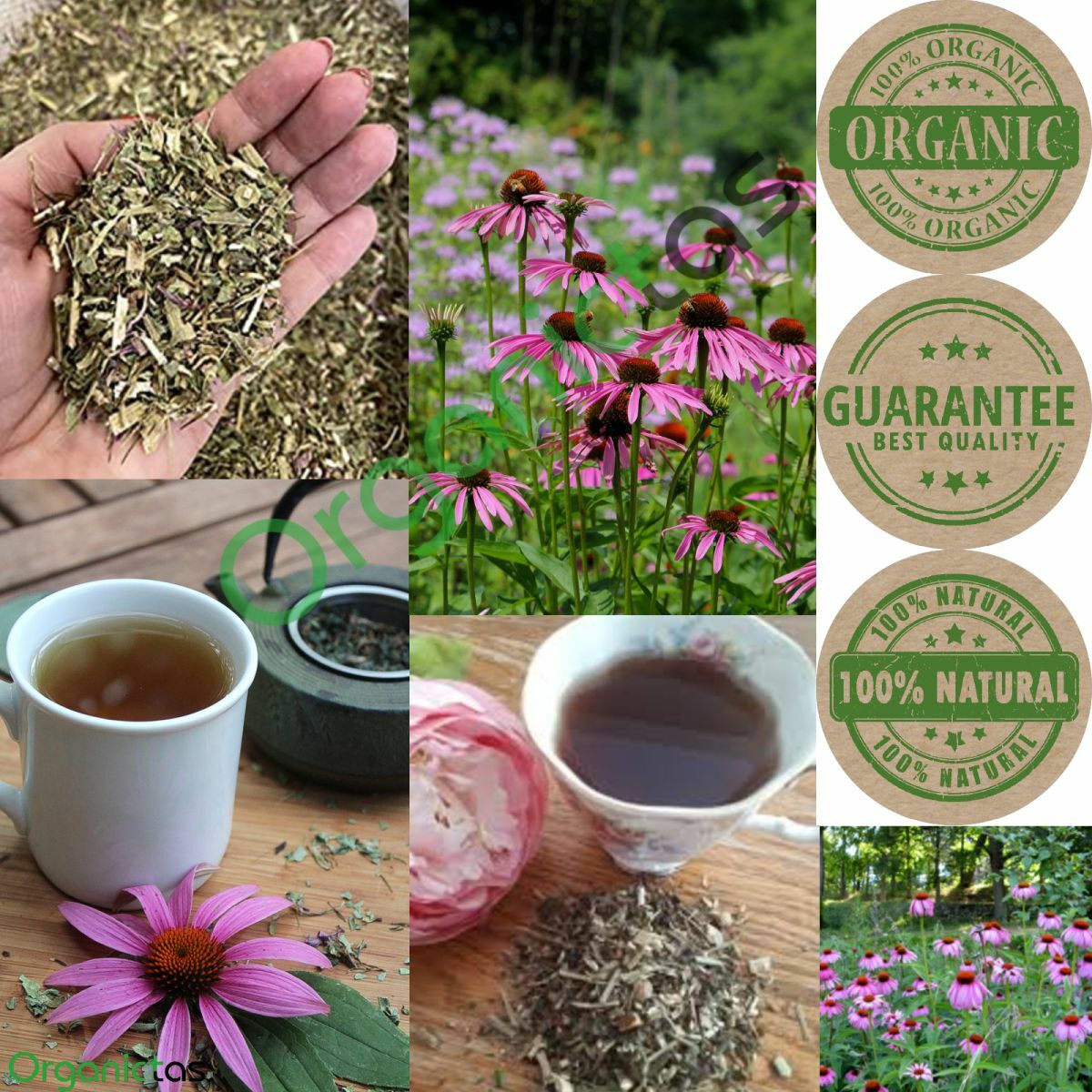 Echinacea Tea For Colds