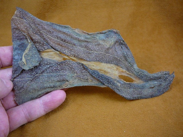 (s822-2) Rare PRICKLY Shark skin hide leather educational denticles ...