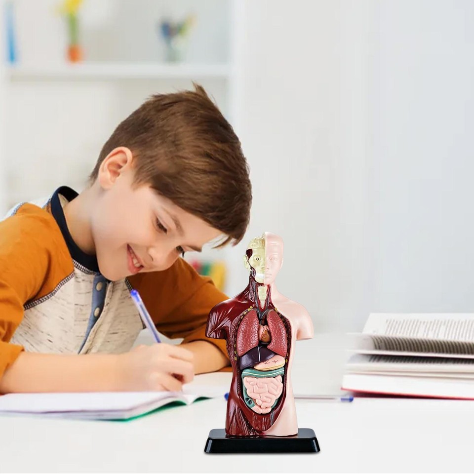 Medical Anatomical Human Body Model Anatomy Internal Organ Teaching ...