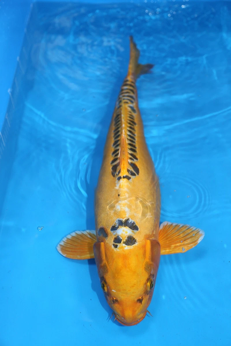 Blue Koi Fish Ghost Pictures