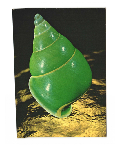 PAPUSTYLA PULCHERRIMA The green tree snail NAT'L Museum of NAT HIST ...