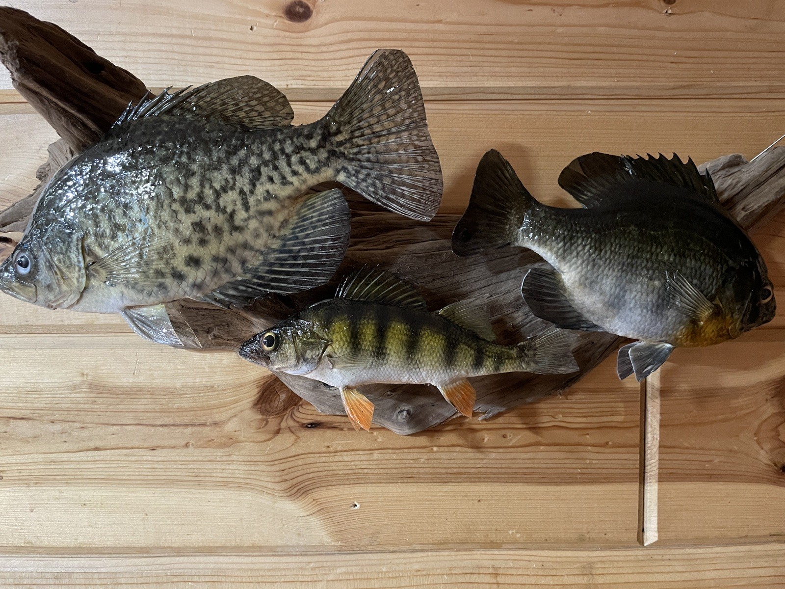 New Real Skin Sunfish Fish Taxidermy Wall Mount On Driftwood Beautiful ...