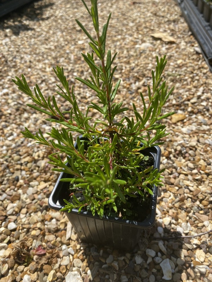 HALIMIUM LIBANOTIS DWARF PLANT HARDY SHRUB YELLOW FLOWERS WOOLLY ROCK ...