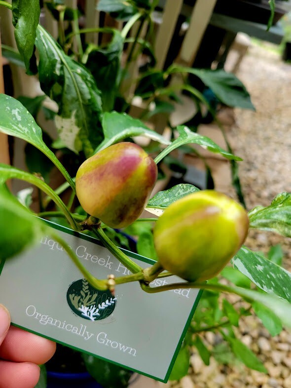 Variegated Baby BELL Pepper Seeds Mini Peppers Unique Creek Homestead ...