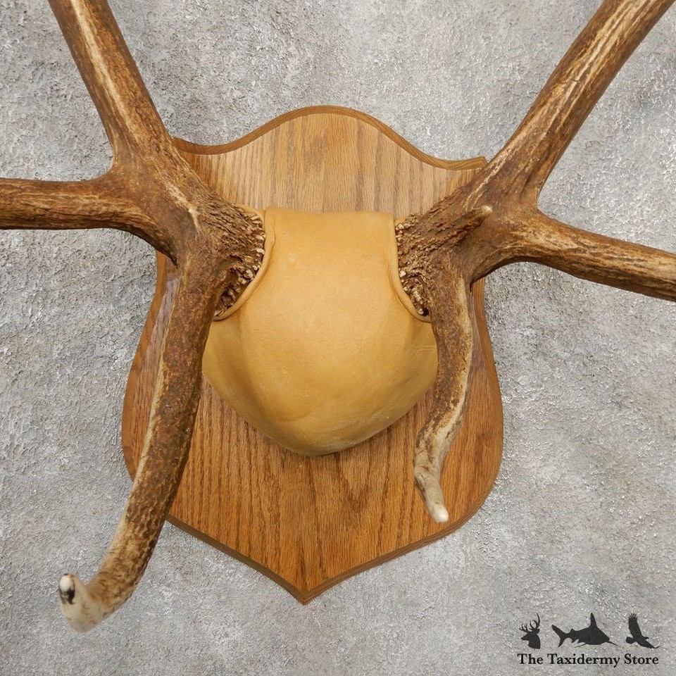 #20669 P | Rocky Mountain Elk Plaque Taxidermy Mount For Sale | eBay