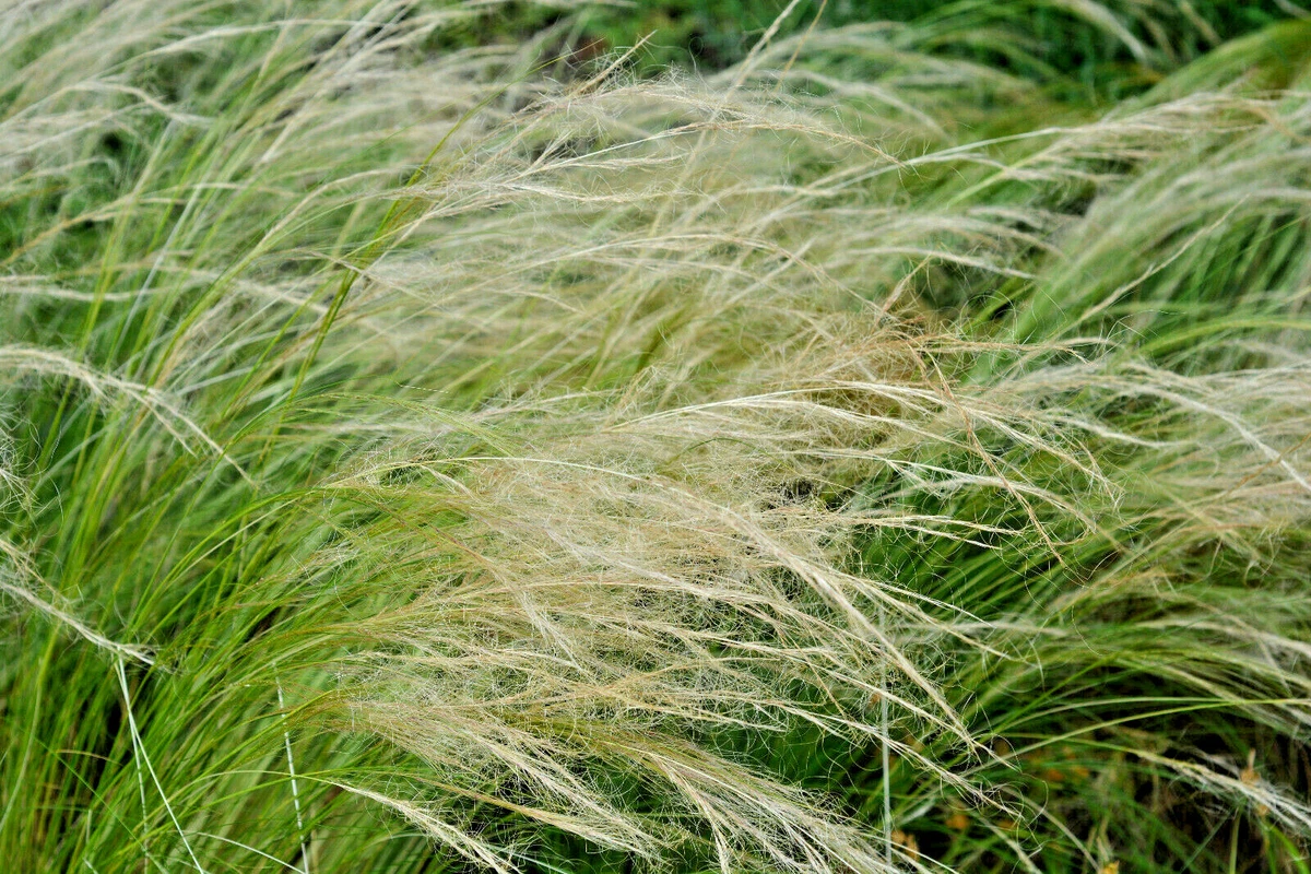 Mexican Feather Grass Seed