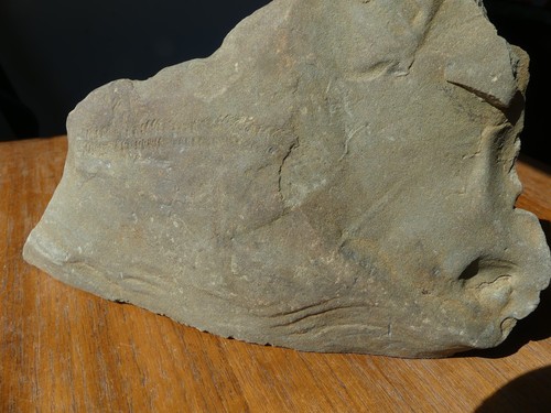 Ichnofossil Trilobite Tracks Display Cut 250322 | eBay