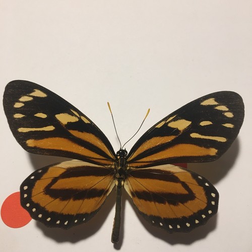 Dried Insect/Butterfly Non set B2157 Rare Lycorea ceres Peru | eBay