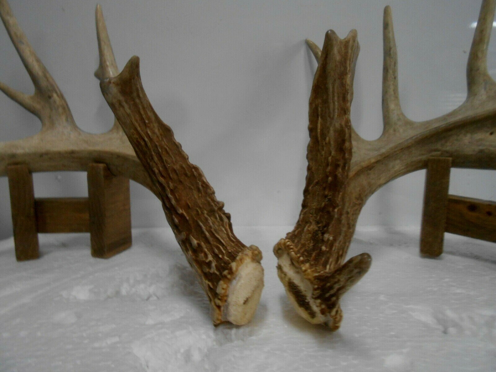 DOUBLE BEAM 164 0/8 WHITETAIL DEER sheds Antlers mule mount taxidermy ...