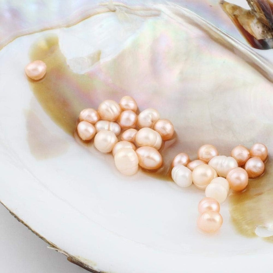 Natural Freshwater Big Oyster Pearls with 20-25 Pearls Ideal for Gifts ...