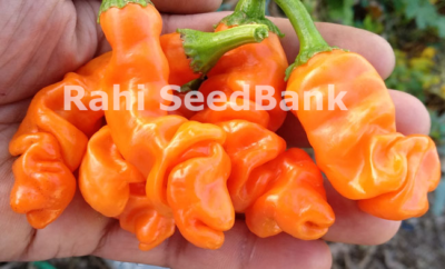 Peter Penis Chilli Orange - 5 Seeds - A Very RARE, Unusual ...