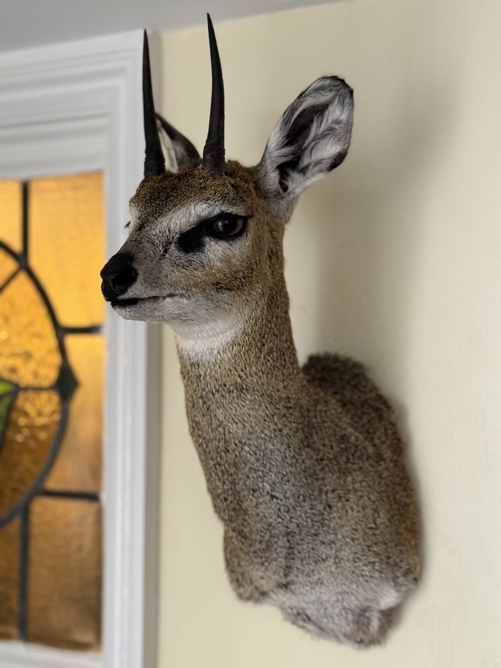 Taxidermy Klipspringer Antelope Shoulder Mount | eBay UK
