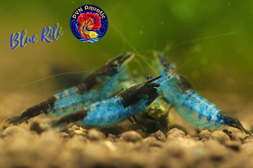 20+ 2 Blue Carbon Rili - Freshwater Neocaridina Aquarium Shrimp. Live ...