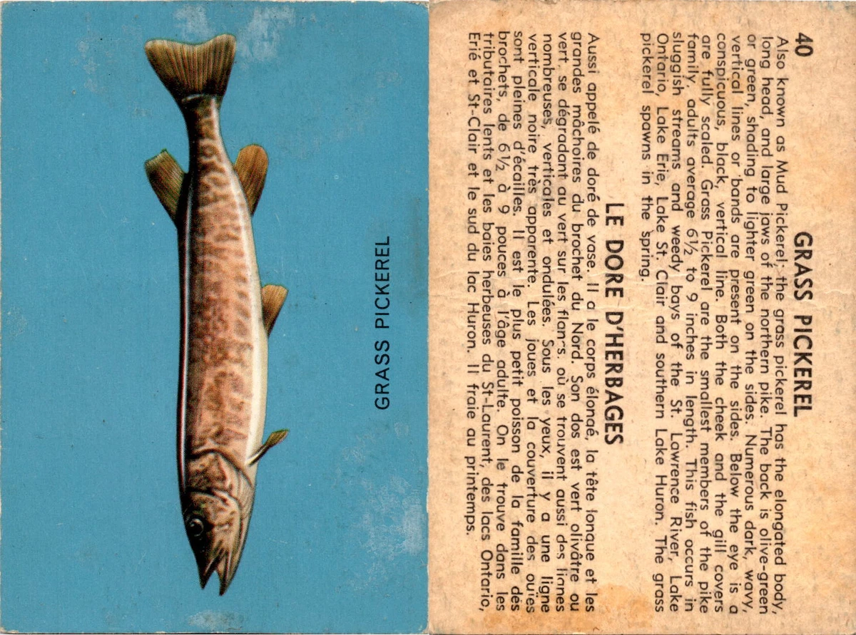 Grass Pickerel Fish