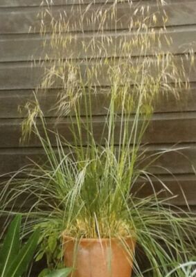 Stipa gigantea 'Pixie' 9cm pot - Golden Oats - evergreen grass for full ...