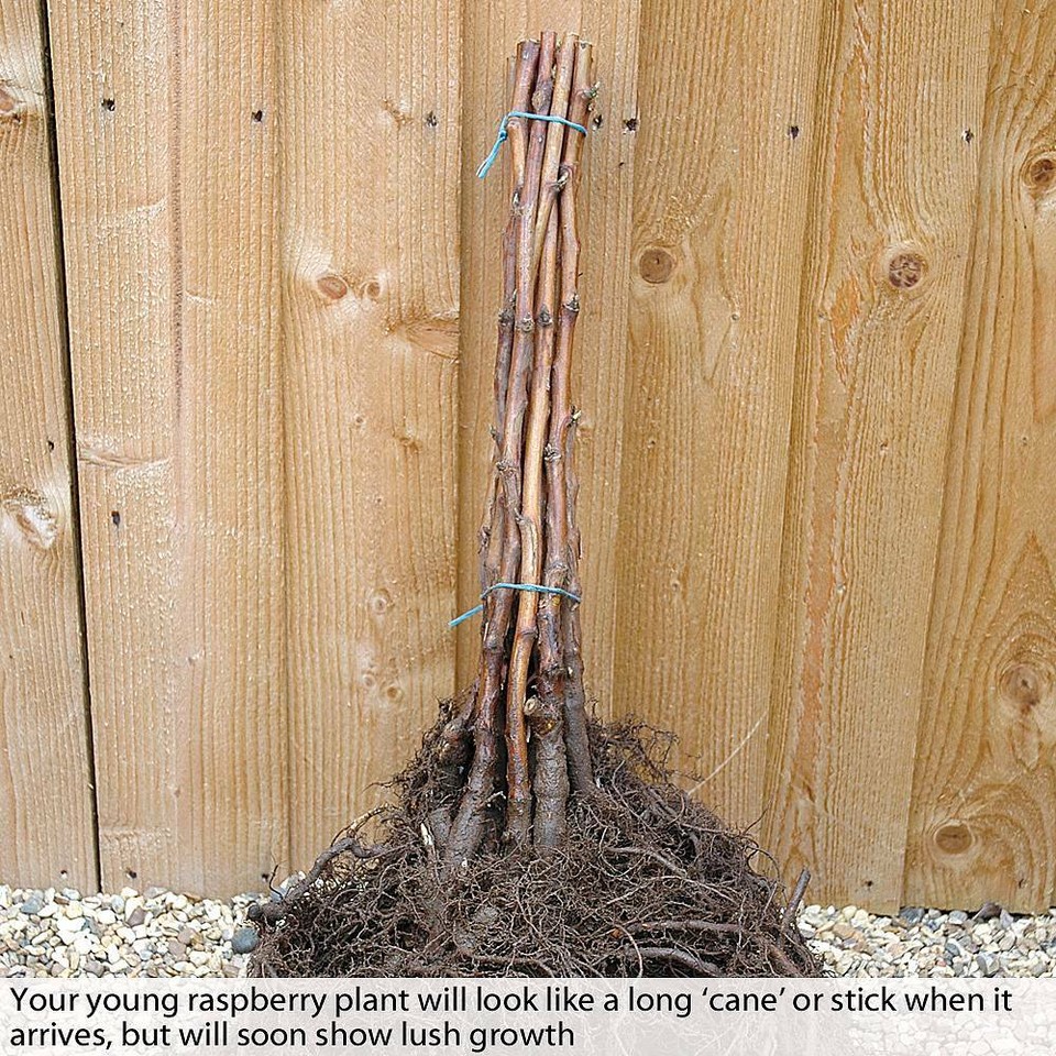 T&M Raspberry Canes 'Joan J' Autumn Fruiting Hardy Shrub (3,6 Root ...