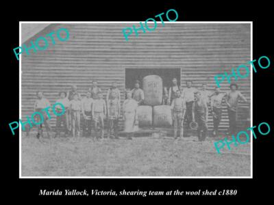 OLD 8x6 HISTORIC PHOTO OF MARIDA YALLOCK SHEARING TEAM AT WOOL SHED ...