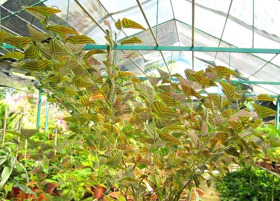 Rare Bold COLOR Organic LARGE LEAF Christia Obcordata Butterfly Wing ...