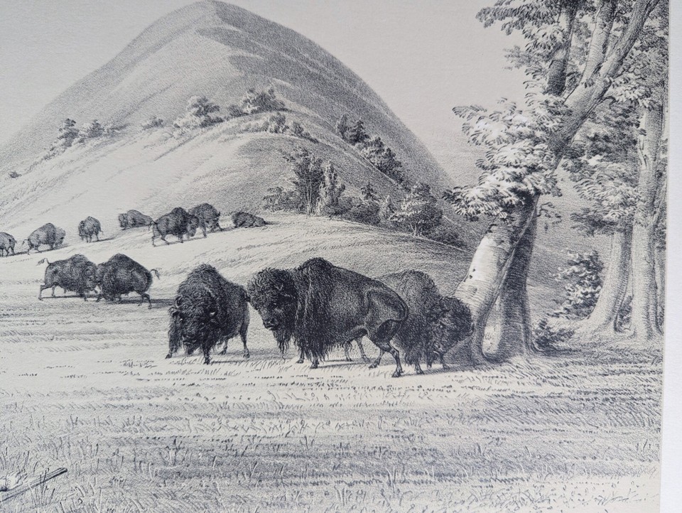 Buffalo Hunt Approaching in a Ravine George Catlin Day & Haghe ...