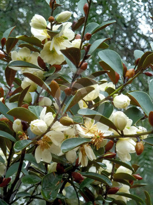 Magnolia laevifolia SMALL LEAF EVERGREEN MAGNOLIA - FRAGRANT FLOWERS ...