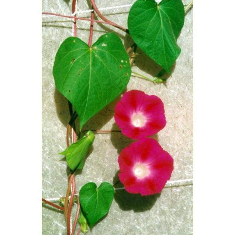 40+Red MORNING GLORY Flower Seeds Wildflower Climbing Flowering Vine ...