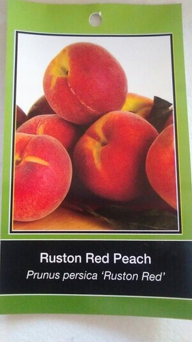 RUSTON RED PEACH 4-6 FT TREE PLANT SWEET JUICY PEACHES FRUIT TREES ...
