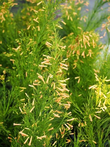 Firecracker Yellow Russelia Equisetiformis Starter Plant, Lot of 12 | eBay