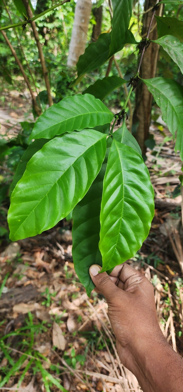 Dried Coffee Leaves Kaffee Ceylon Tea Joe Brew Cup o' Joe Java juice 50 ...