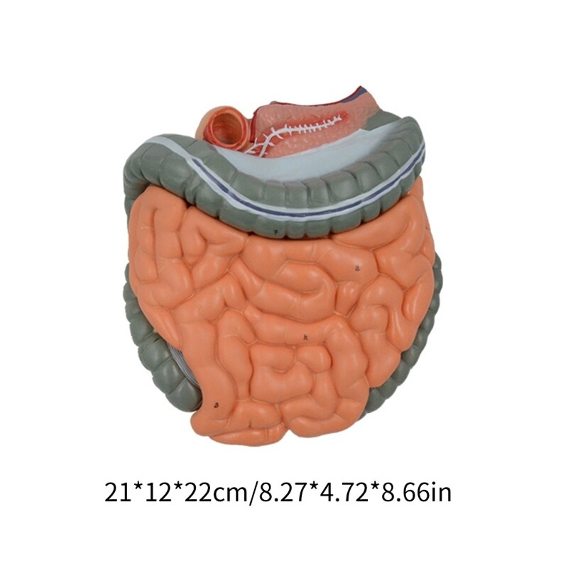 Anatomical Digestive System Model, Human Large Intestine Cecum Anatomy ...