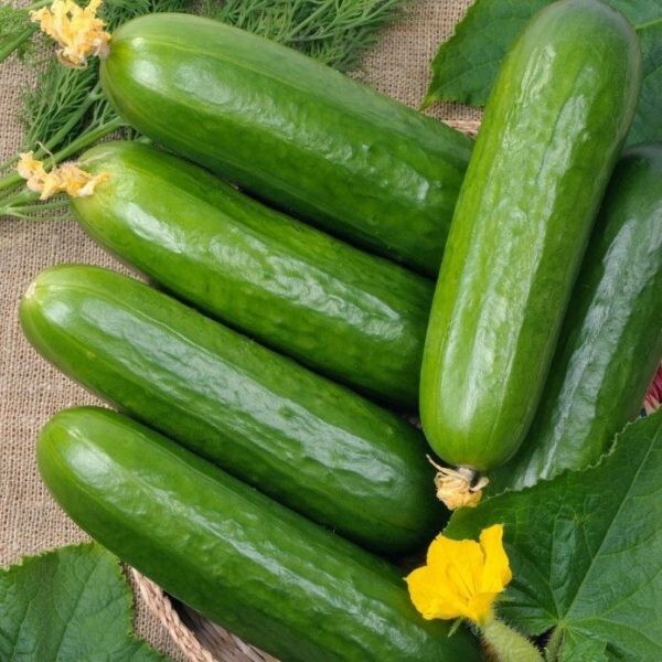 Seeds Cucumber Parthenocarpic Baby Mini F1 Gherkin Vegetable Organic ...